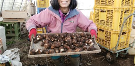 里芋の出荷調整 きたちゃん農園