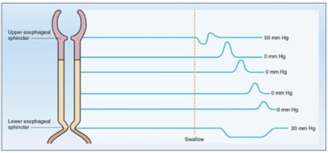 Physio Lecture 28 Flashcards Quizlet
