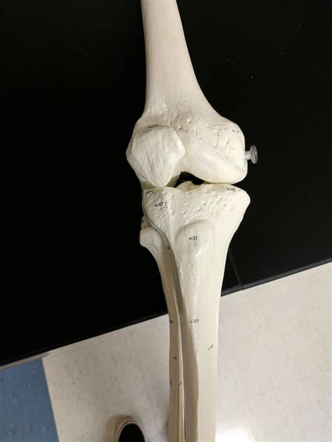 Anterior Knee Diagram Quizlet