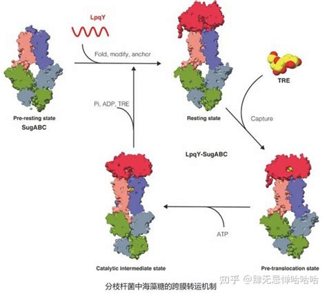 结核分枝杆菌药物靶点的研究现状 知乎