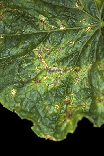 Angular Leaf Spot Cucumber Plantsdb