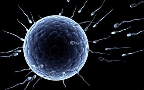 정자의 형성과정 ★ 정자와 난자의 수정과정 네이버 블로그