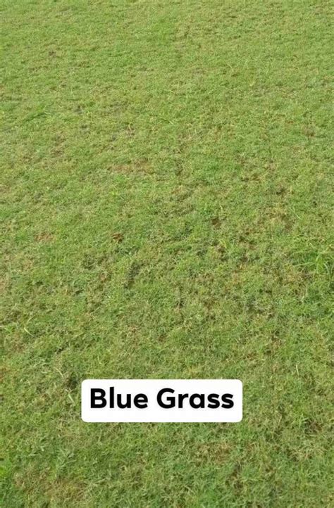 Blue Grassfrog Grass And Carabao Grass Furniture And Home Living
