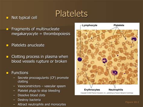 Platelets Function
