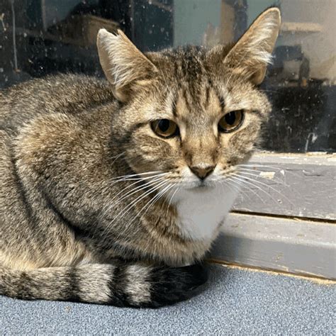 Shy Gal Our Farm Sanctuary Shy Gal Our Farm Sanctuary