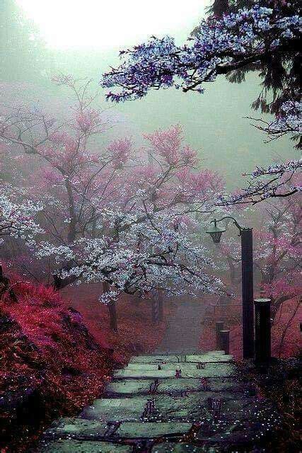 Sendero En Un Bosque Con árboles Y Flores Rodeado De Niebla Cherry
