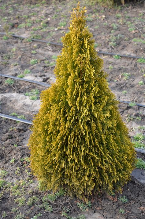Купить тую Западную Голден Смарагд в Кишиневе. Thuja Golden Smaragd ...