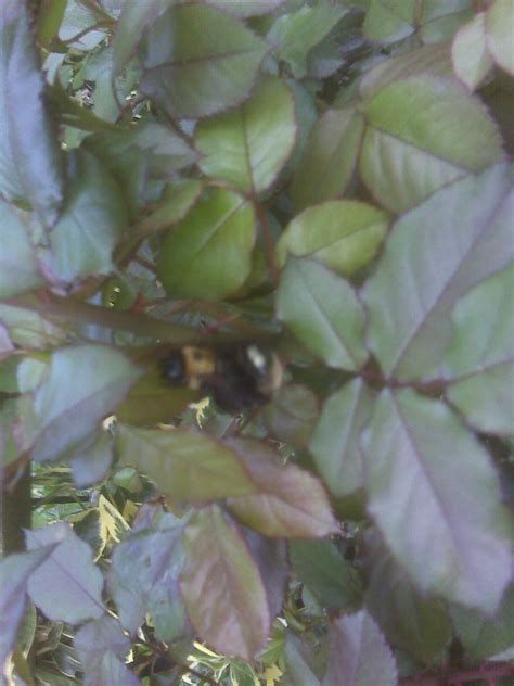 The Poop Do Bumblebees Have Sex