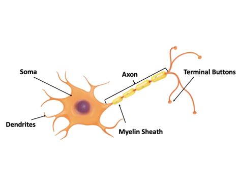 Function Of Neuron Parts Quiz