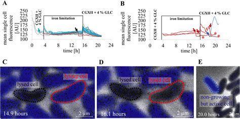 Metabolic Activity Sensing Under Iron Limitation At Single Cell