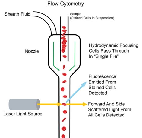 Flow Cytometry