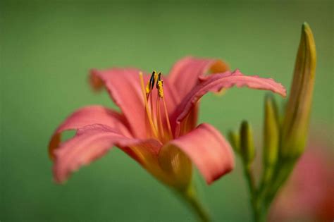 Where To Plant Daylilies Green Packs