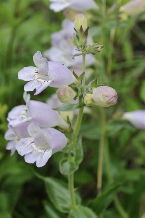 Penstemon Cobaea Showy Beardtongue The Old Dairy Nursery And Gardens