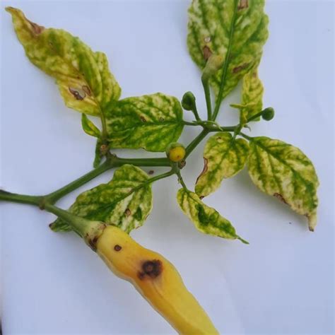 Test2 Object Detection Dataset V1 2024 10 12 9 01am By Test