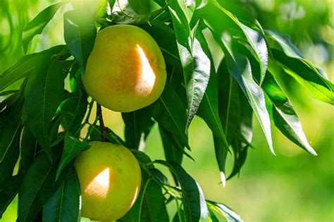 유토이미지 가을의 결실 싱그러운 복숭아