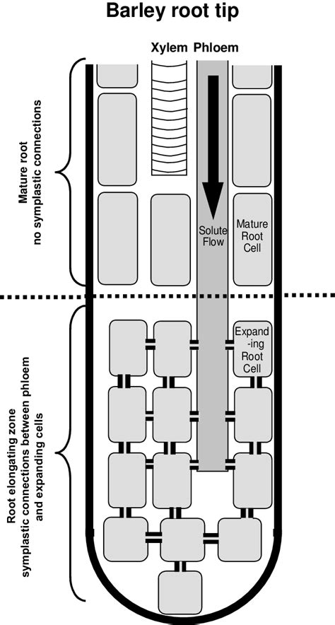 Schematic Model Of Connections Between Cells In The Root Tip Showing A Download Scientific