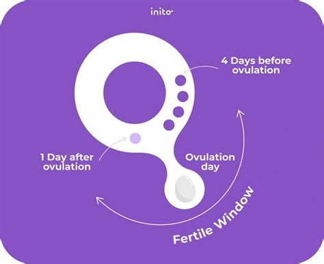 What Is Ovulation Symptoms And Pregnancy