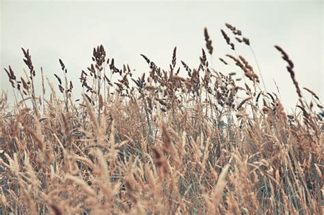 Boho Wallpaper Pictures Download Free Images On Unsplash