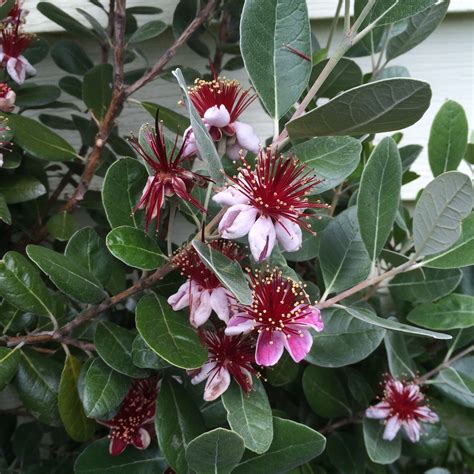 Feijoa Seeds Feijoa Sellowiana Frozen Seed Capsules™