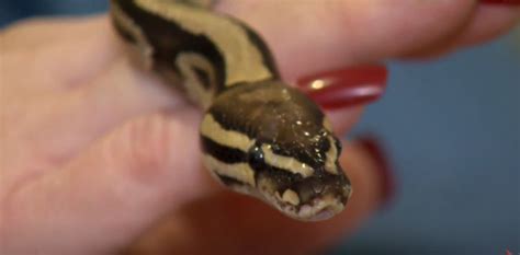 Missing Python Finally Found In Owner S Basement