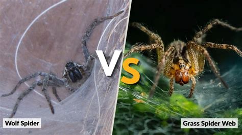 Wolf Spider Web What It Looks Like And How To Identify It