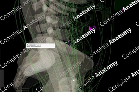 Retrocecal Nodes Complete Anatomy