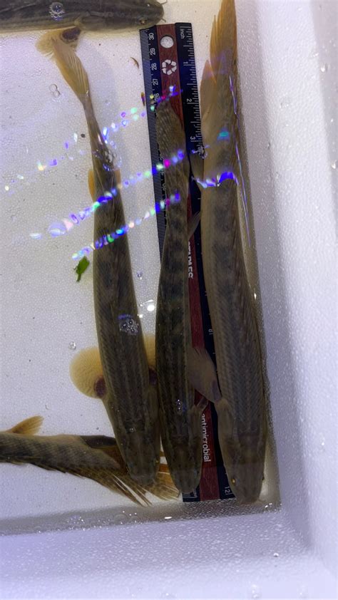 Polypterus Undergroundaquaticz