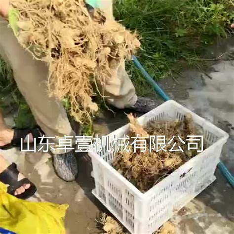 全自动中药材滚筒清洗机 黄精三七清洗去泥机 白芨玉竹清洗设备 阿里巴巴