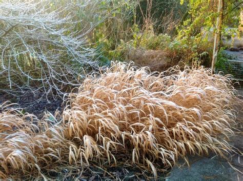 Hakonechloa In Winter Japanese Forest Ornamental Grasses How To Dry