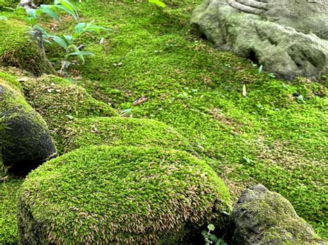 コケ Meaning In Japanese Mazii