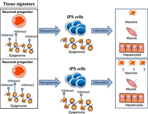 Epigenetic Memory And Reprogramming There Are Controversial Data