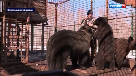 У фермера из под Комсомольска на Амуре через суды пытаются отжать медведицу и двух ее медвежат