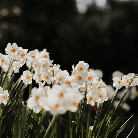 گل نرگس نگارخانه متن نگار