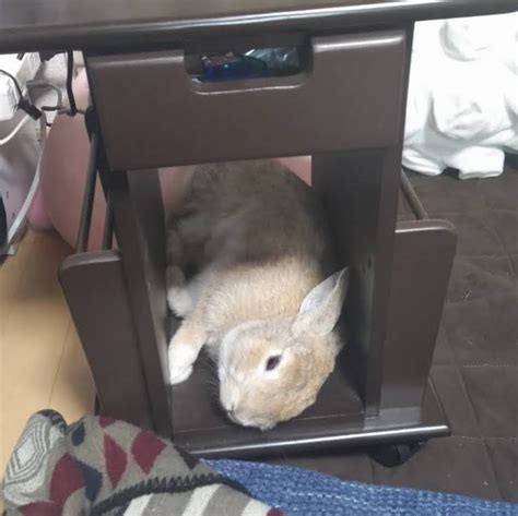 Coderdojo 立川 子どものためのプログラミング道場 Coderdojo 立川 子どものためのプログラミング道場