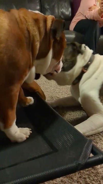 New Bed Or New Chew Toy Baloo Buddy And Mowgli Youtube