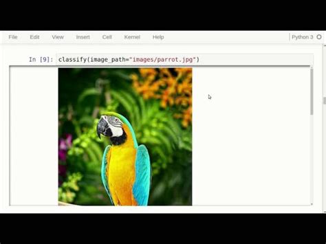 Tensorflow Inception V Model How To Use It Reason Town