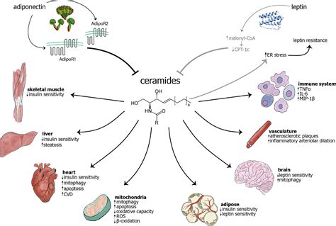 Ceramide