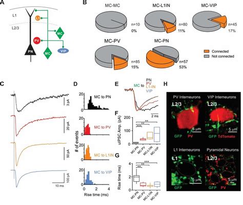 Diversity Of Mc Synaptic Contacts Onto Different Neuronal Types In The Download Scientific