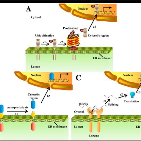 Er Membrane Bound Proteins Are Translocated Into The Nucleus Directly Download Scientific