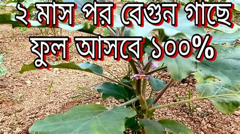 বেগুন চাষের পদ্ধতি Eggplant Cultivation Method Youtube