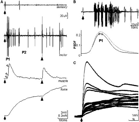Afferent Triggered Reflex Activation Of Motoneurons And Resultant