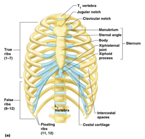 Xiphoid Process Axial Or Appendicular ModernHeal Com