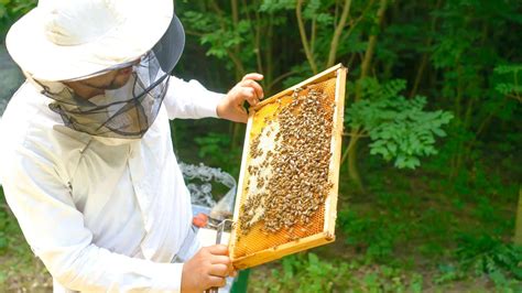 Pest Control Richmond Pesticon