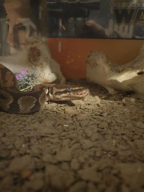 My Ball Bython Just Ate And Immediately After Eating His Eyes Fogged Over And He S About To