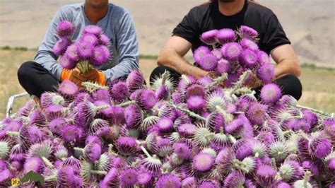 خار پیرزن یا گنج گوهر؛ گیاه بومی ایران که با خارمریم اشتباه گرفته‌ می
