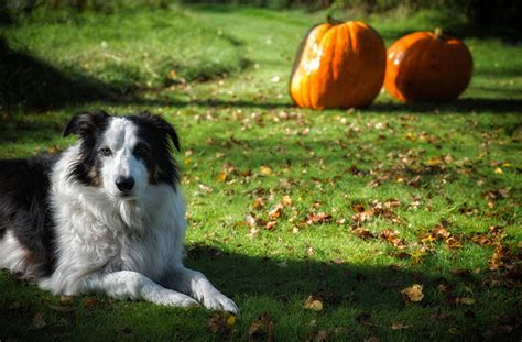 壁紙犬南瓜边境牧羊犬草動物下载照片