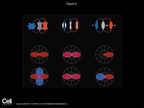Cortical Microcircuits Ppt Download
