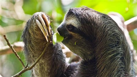 Sloth Wallpapers Wallpaper Cave