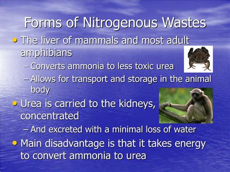Ppt Water And Electrolyte Balance In Animals Powerpoint Presentation