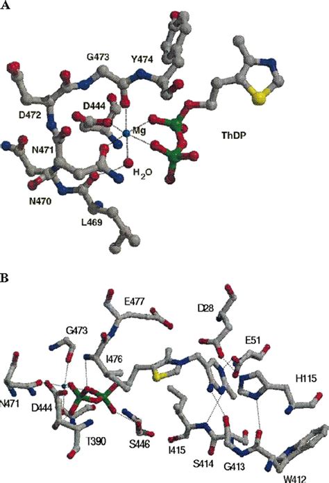 Structure Of Pdc Binding Sites To Thdp And Mg 2 A And The Structural